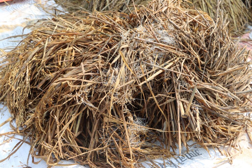 बर्दियामा धानको विमा शुन्य - Krishnasar Online