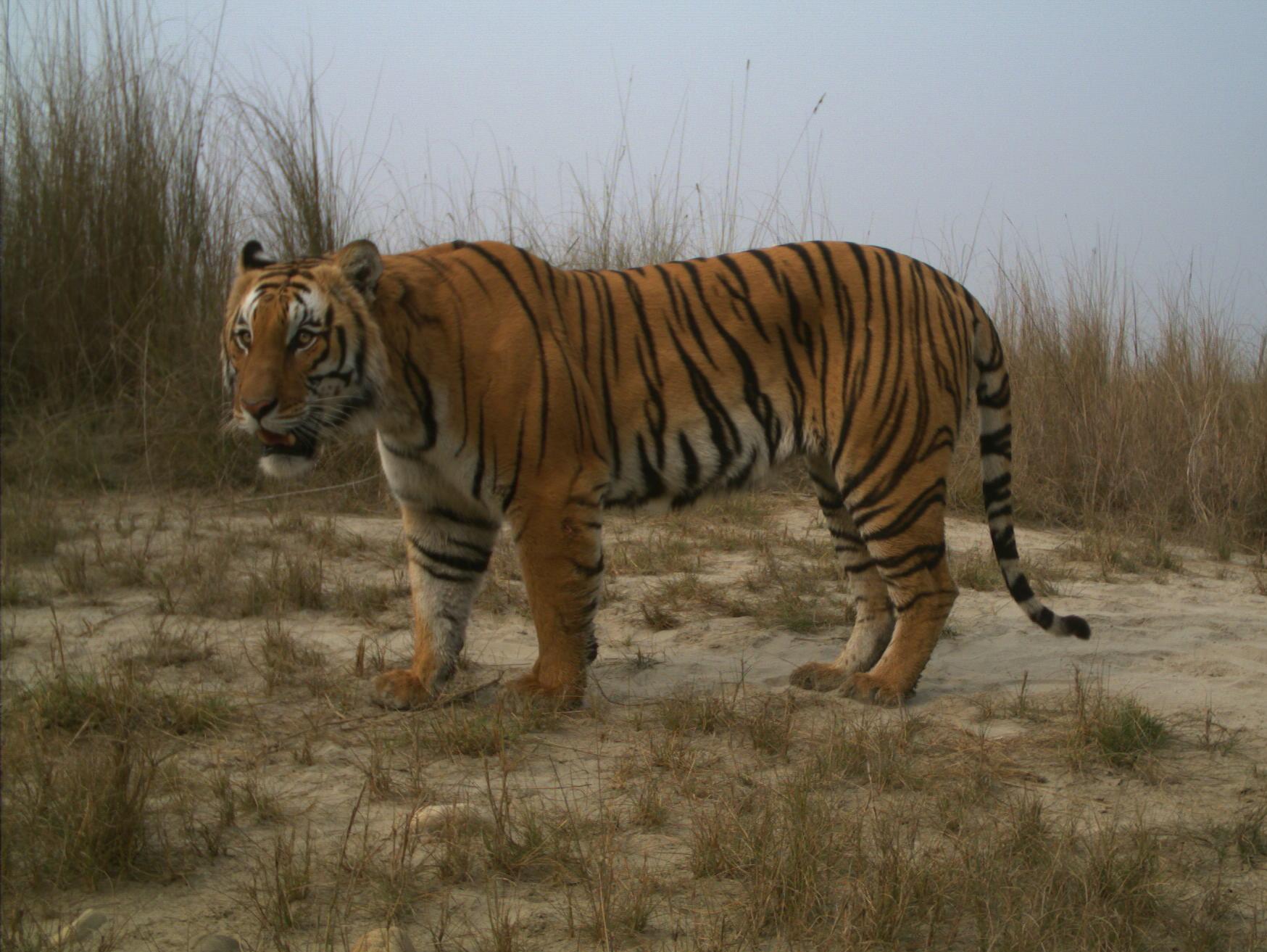 नेपालमा बाघको सङ्ख्यामा दोब्बर वृद्धि - Krishnasar Online