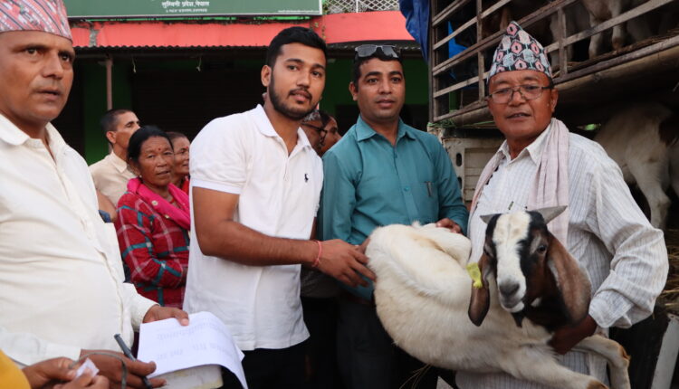 बाख्रापालक कृषकलाई उन्नत जातका बोका वितरण - Krishnasar Online