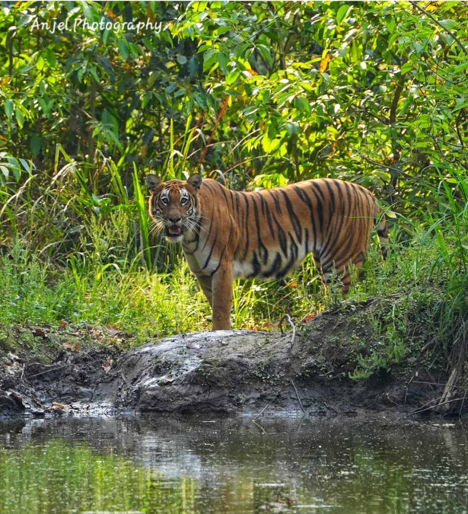 आहा बर्दिया राष्ट्रिय निकुञ्ज (फोटो फिचर) - Krishnasar Online