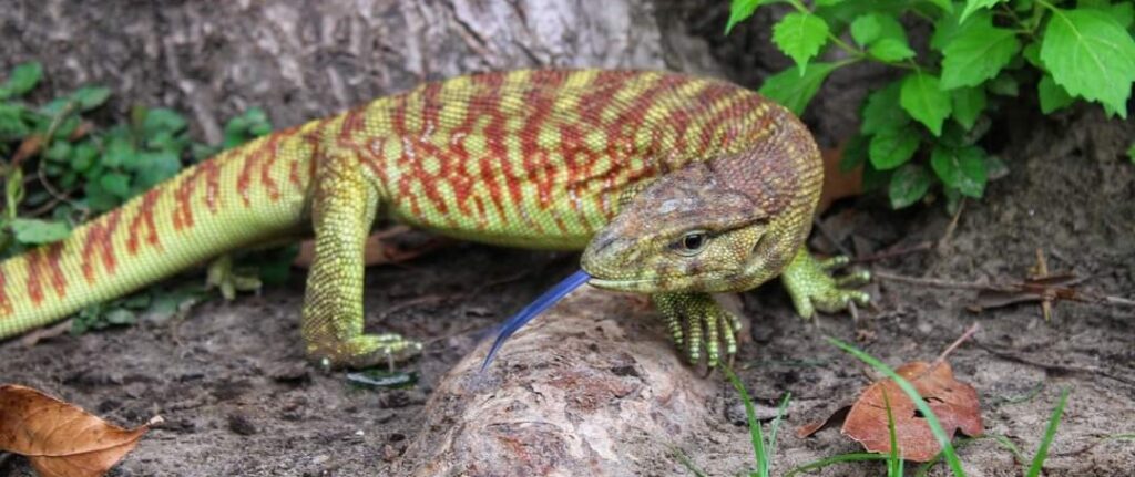 संरक्षणको अभावमा लोप हुँदै सुन गोहोरो, - Krishnasar Online