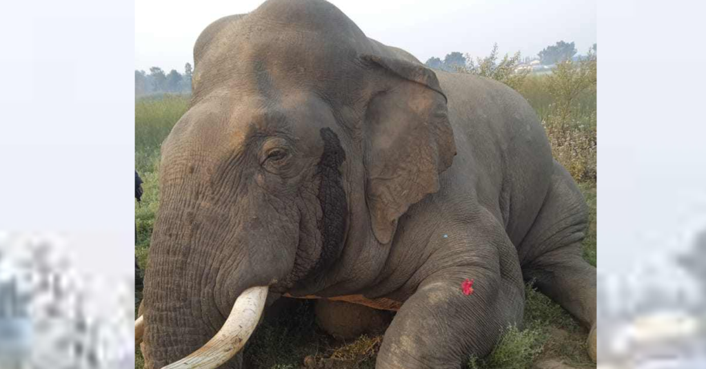 जङ्गली हात्ती मृत अवस्थामा फेला - Krishnasar Online