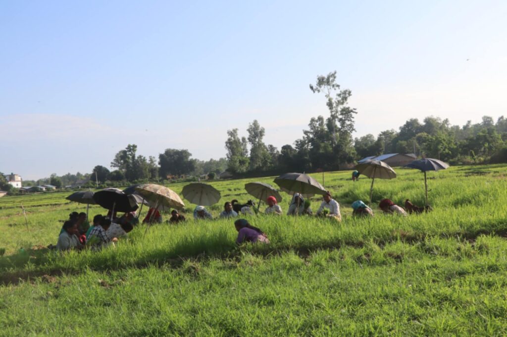 बर्दियामा ५८.७५ प्रतिशत धान रोपाइँको काम सकियो - Krishnasar Online