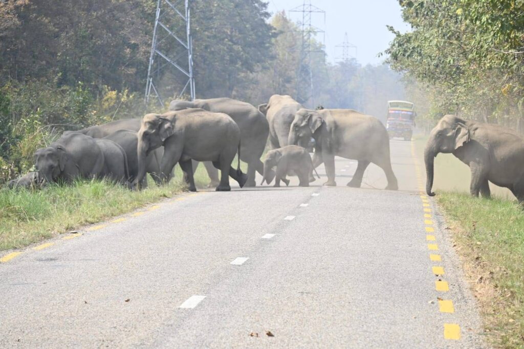 हात्तीका बारेमा केही रोचक जानकारी - Krishnasar Online